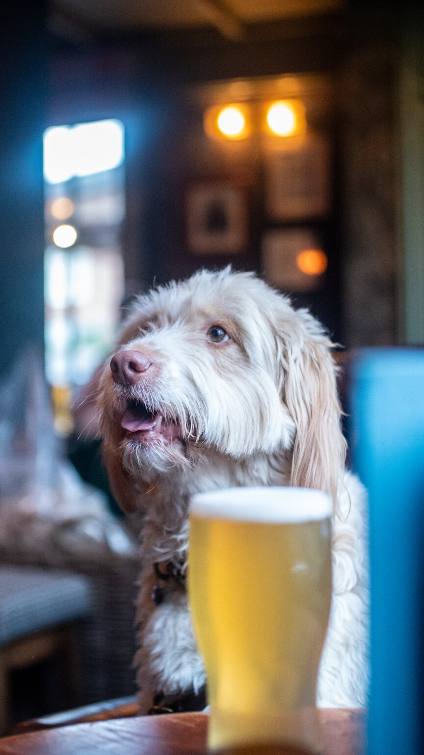 The Blue Bell Inn | RedCat Pub Company Pub, Rothley